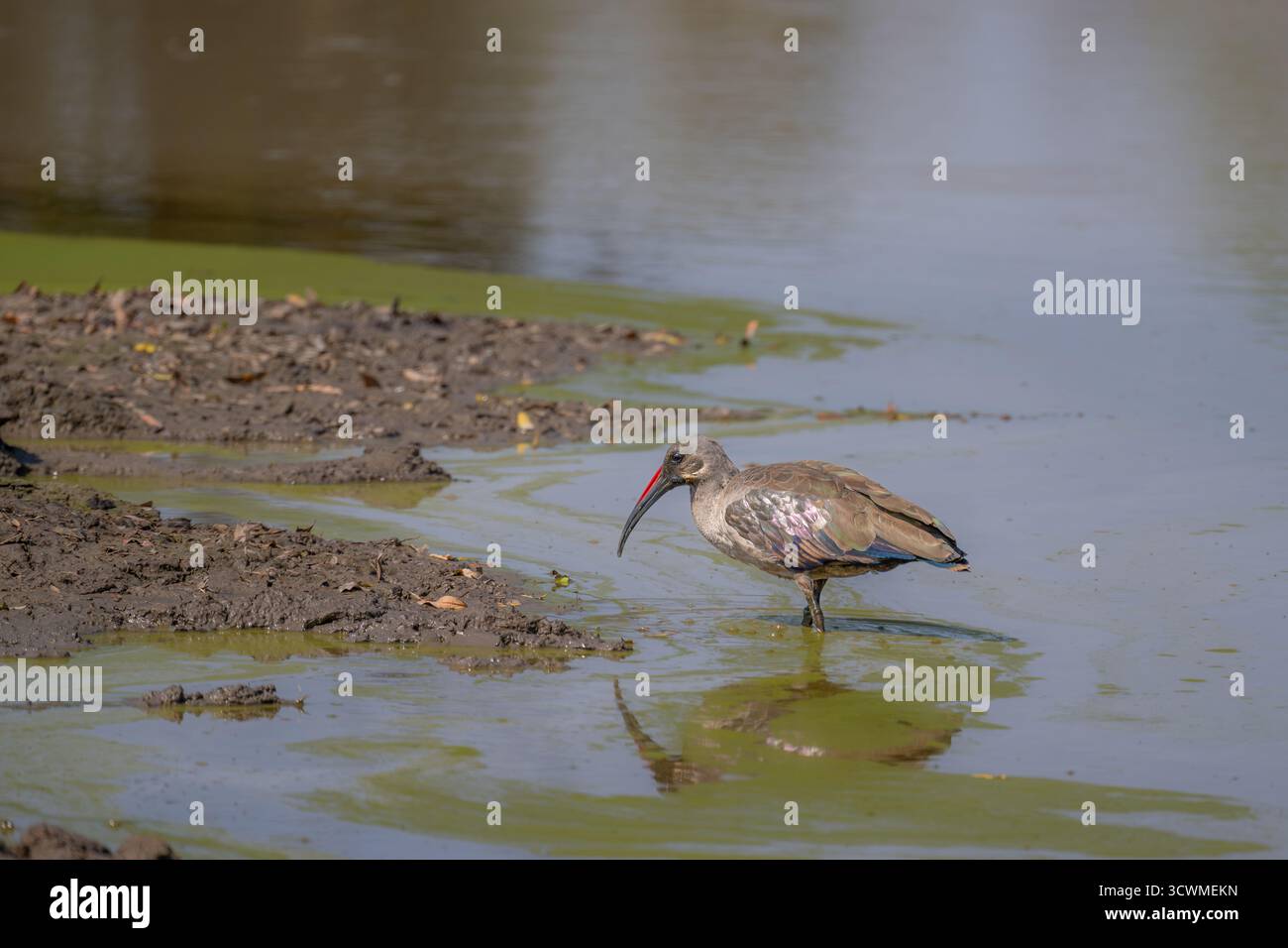 Olive Ibis wading in shallow water - Kruger Stock Photo - Alamy