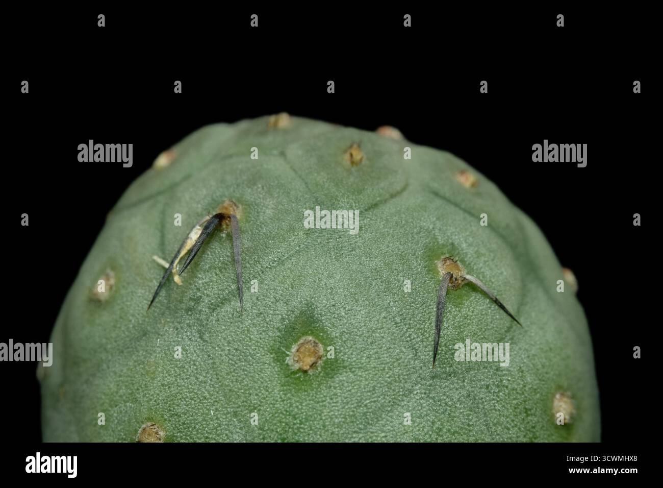 Characteristic segmented stem hi-res stock photography and images - Alamy