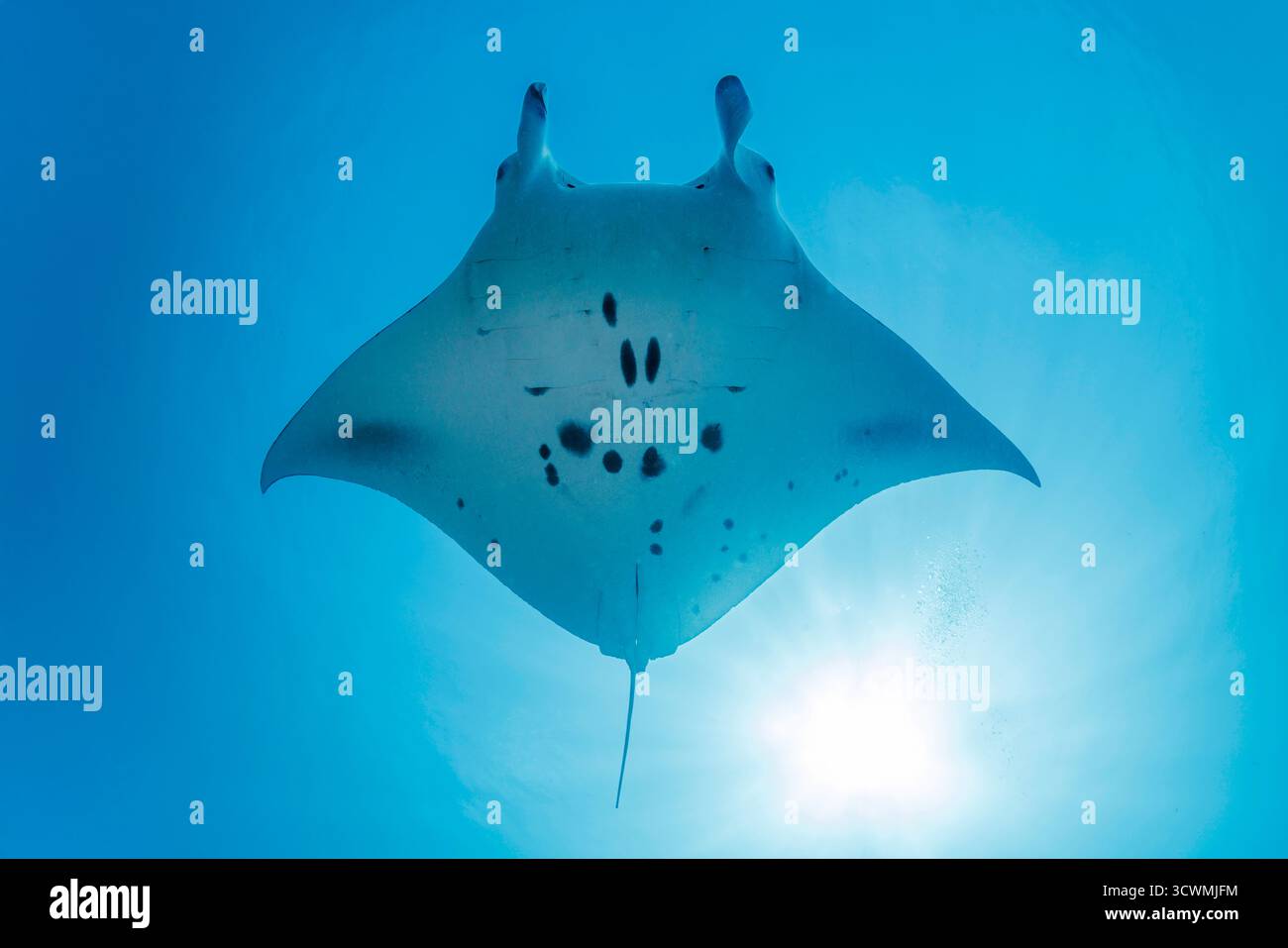 Underwater photograph shows male hi-res stock photography and images ...