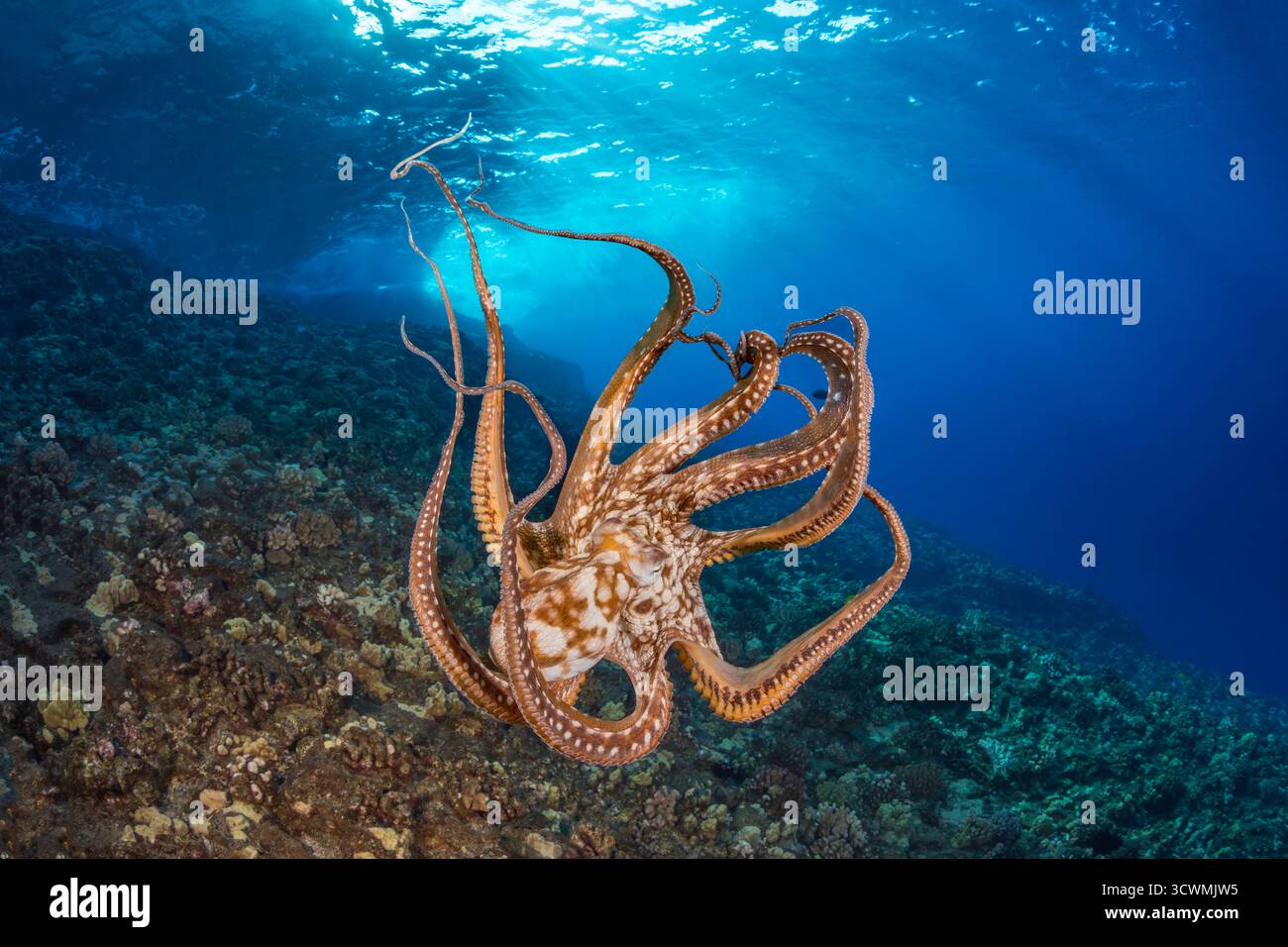 The day octopus, Octopus cyanea, is also known as the big blue octopus ...