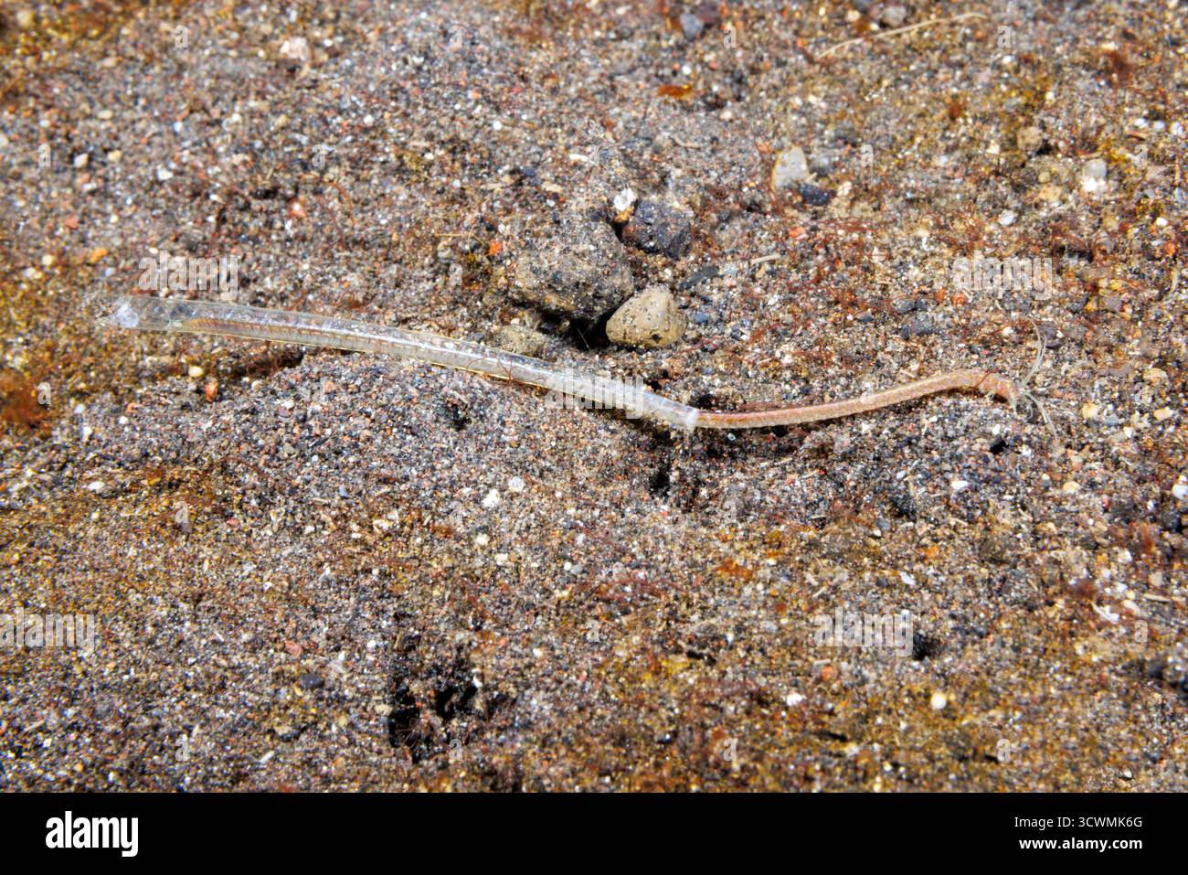 Drinking straw polychaete worm hi-res stock photography and images - Alamy