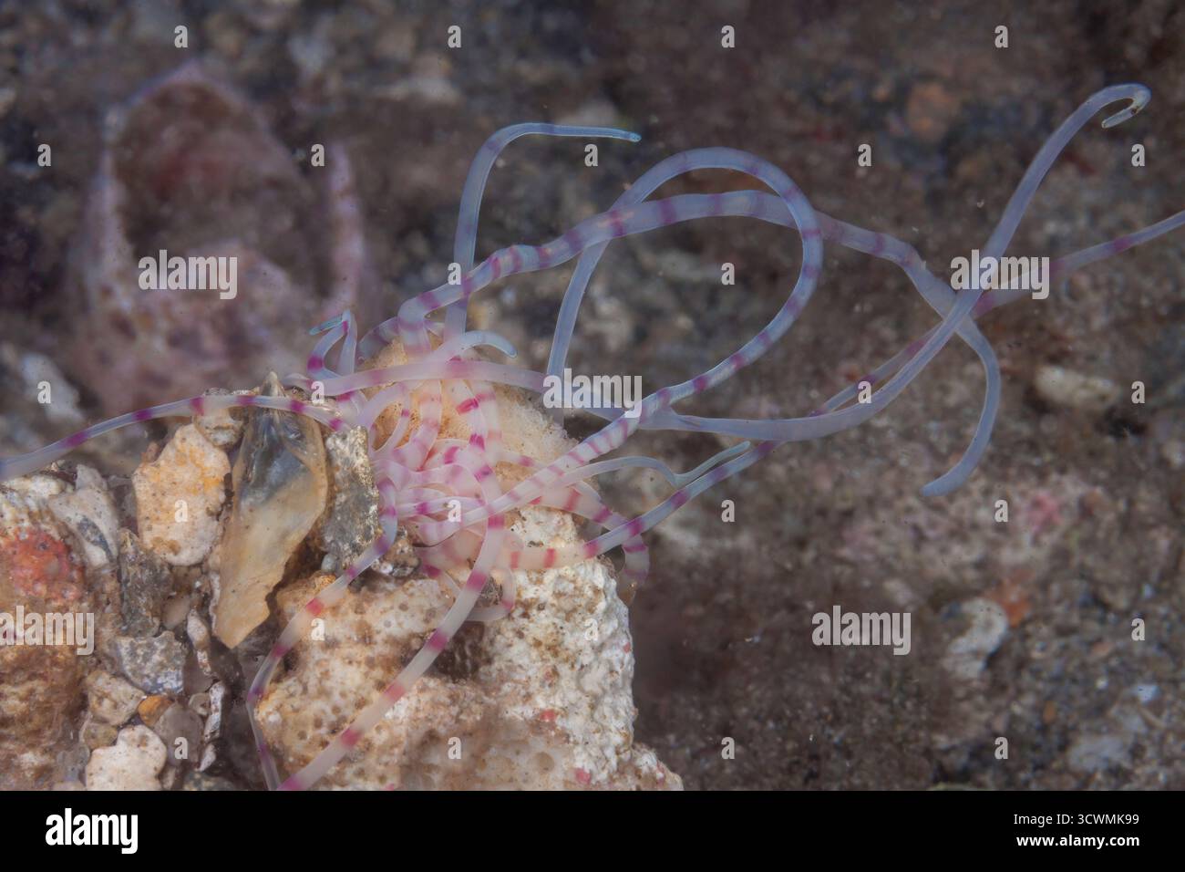 Fascinating underwater organism hi-res stock photography and images - Alamy