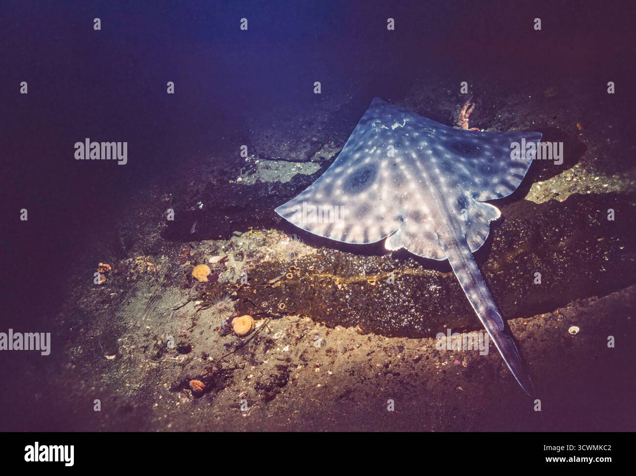 Underwater photograph shows male hi-res stock photography and images ...