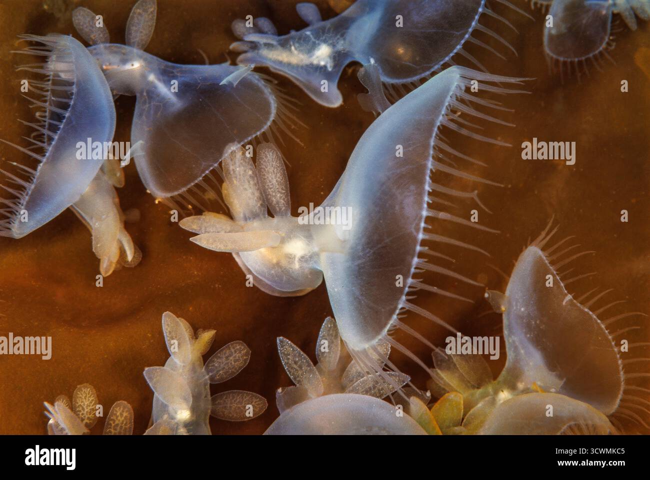 This underwater photograph captures a hooded nudibranch, Melibe leonina ...