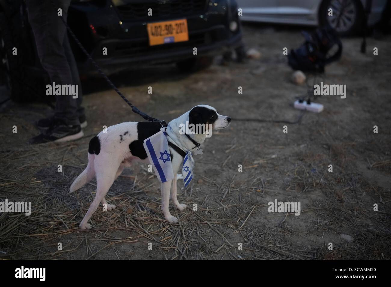 A dog wearing small Israeli flags on its harness stands as people ...