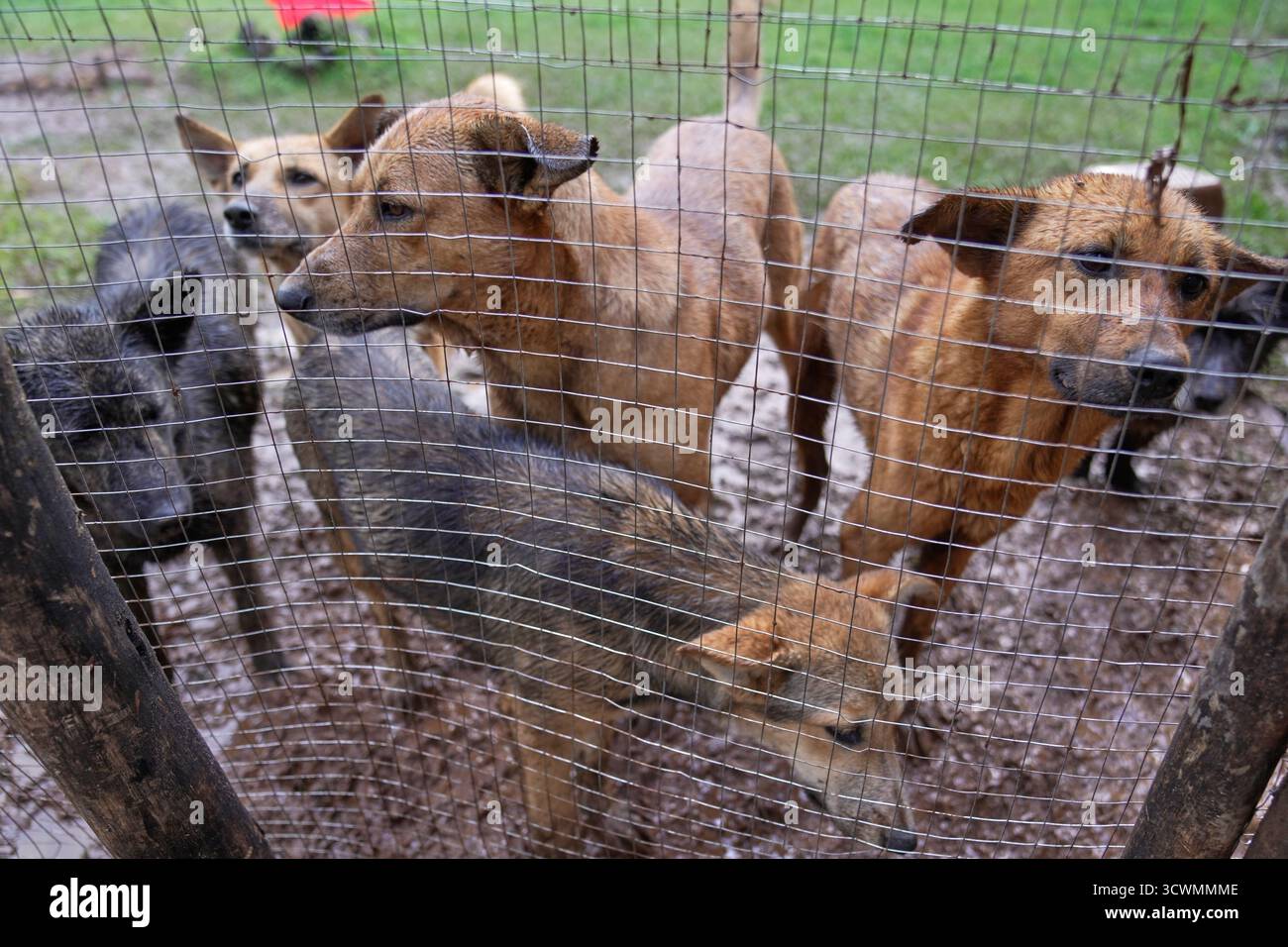 Stray dogs that were abandoned on the streets rest at a shelter in ...