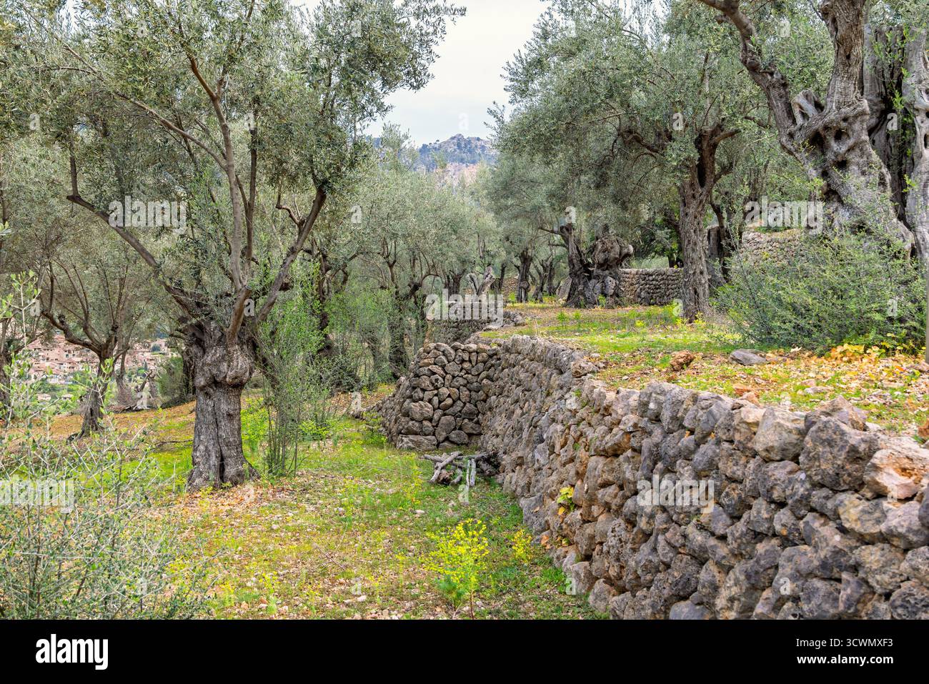 Terraces olive trees hi-res stock photography and images - Alamy