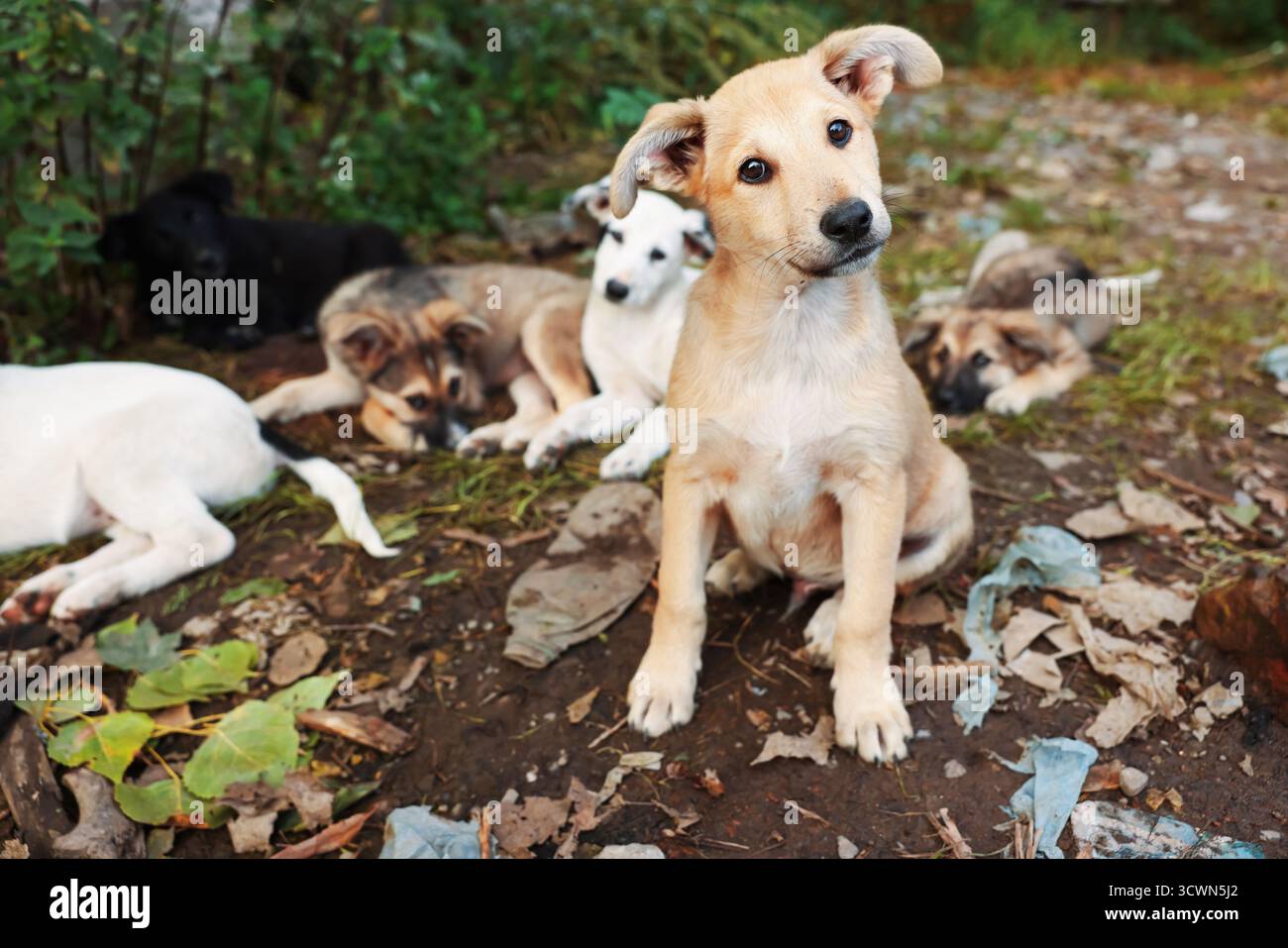 Many cute stray dogs hi-res stock photography and images - Alamy