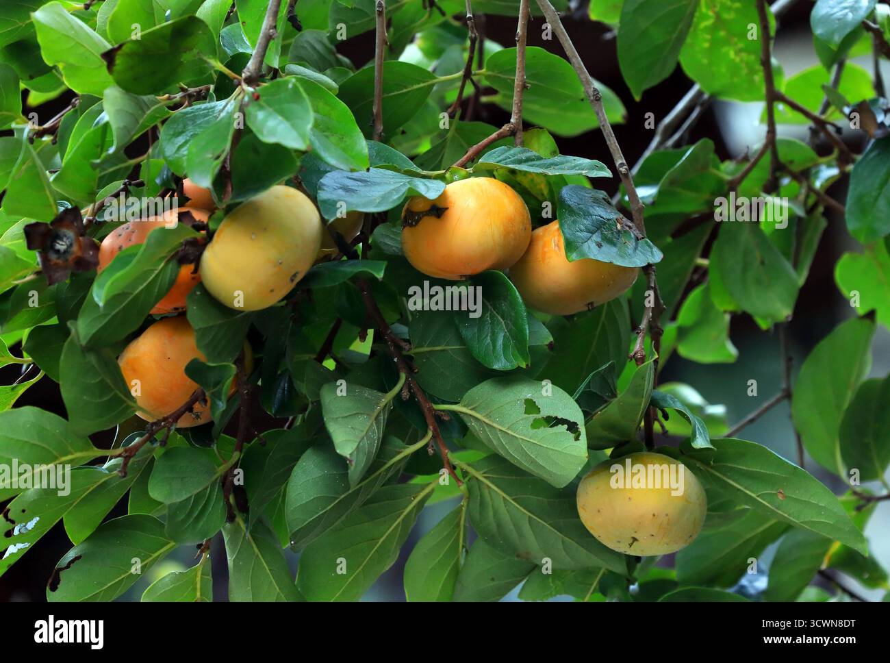 Persimmons are ripe on the tree in Huai'an City, east China's Jiangsu ...
