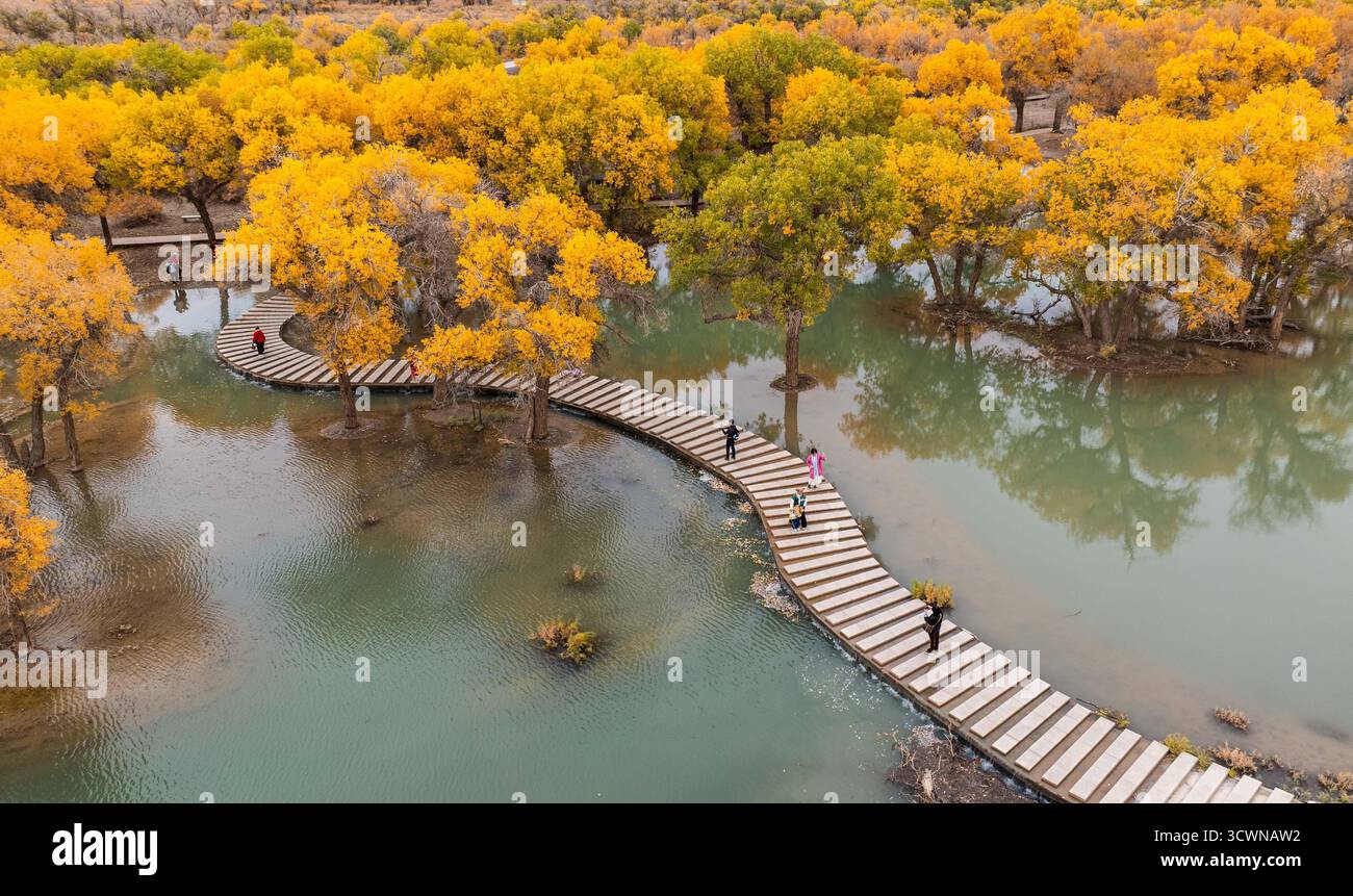 Autumn scenery of the populus euphratica forest in Ejin Banner of Alxa ...