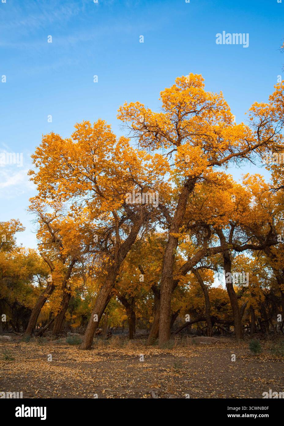 Autumn scenery of the populus euphratica forest in Ejin Banner of Alxa ...