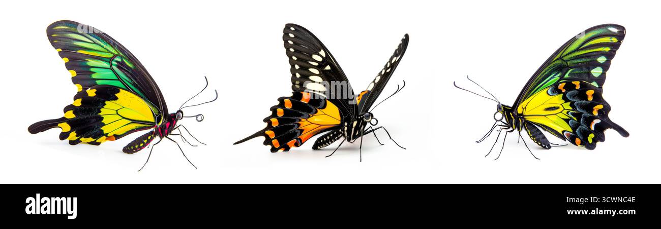 Set of vibrant exotic Chimaera Birdwing butterflies shown in profile ...