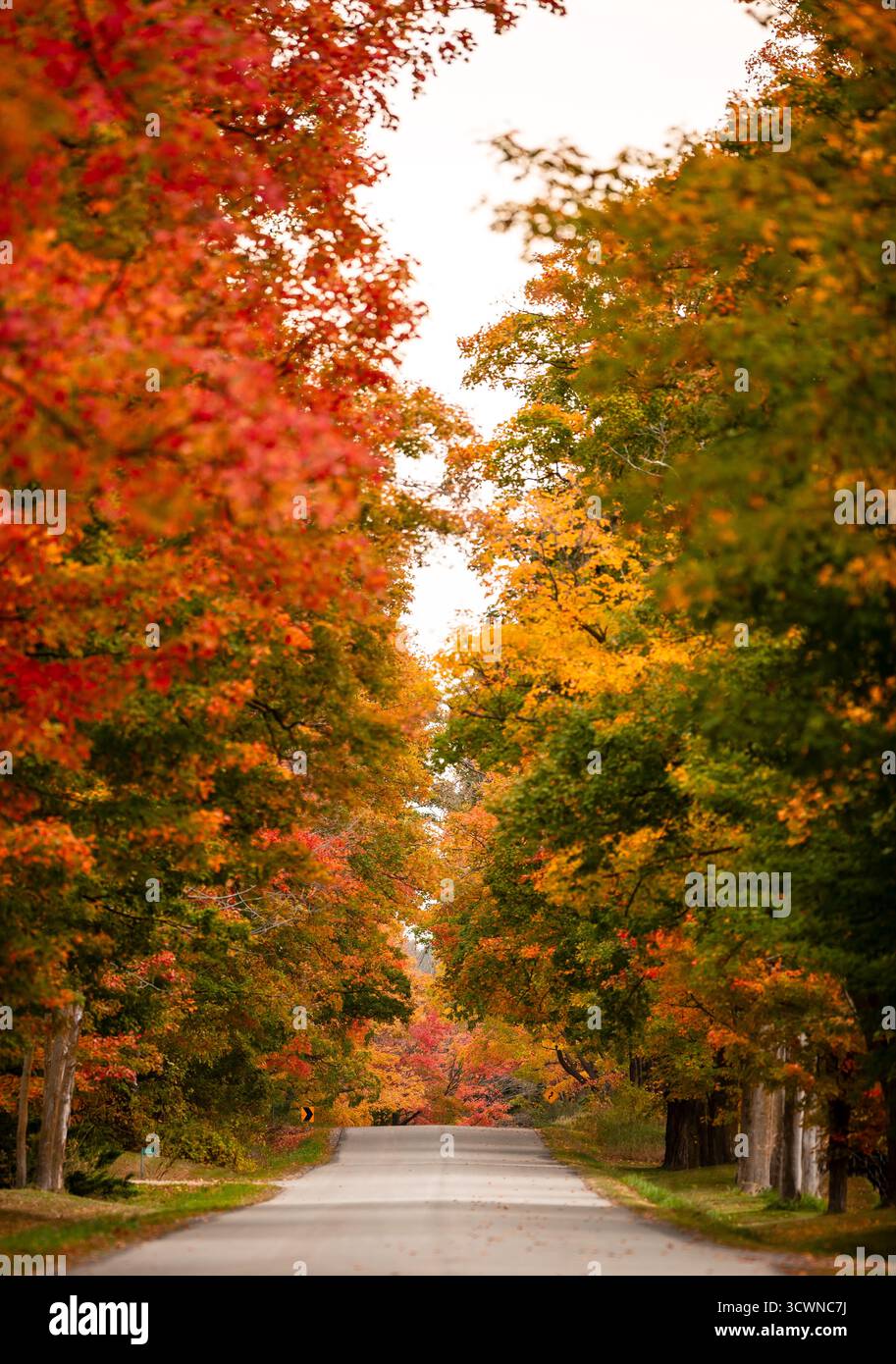 Bright and vibrant autumn colours as seen in rural central Ontario ...