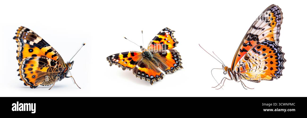 Set of vibrant exotic Small Tortoiseshell butterflies shown in profile ...