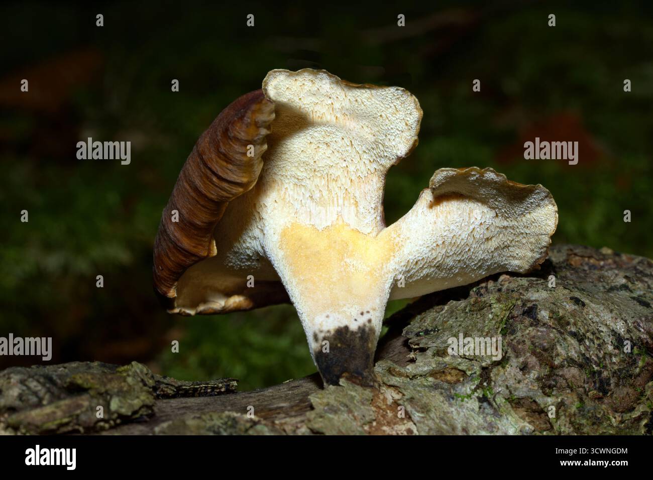 Picipes badius (black-footed polypore) causes a white rot of hardwoods ...