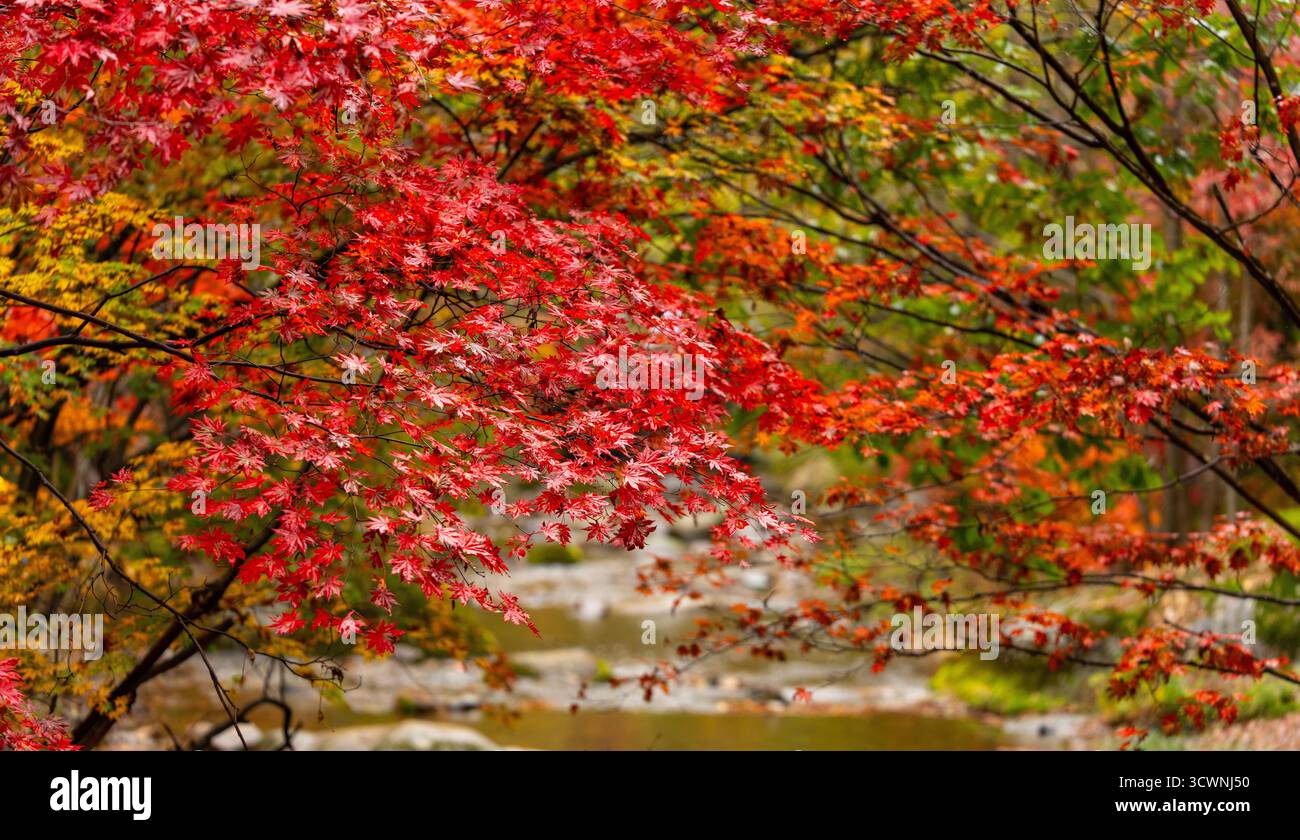 Maple leaves turn red at the Laobiangou scenic spot in Benxi City ...