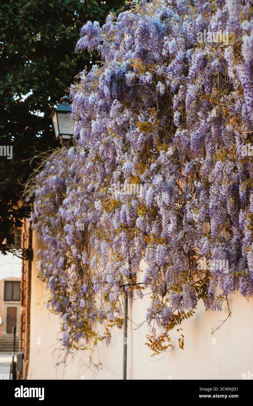 Stunning display of cascading purple wisteria blooms adorning a rustic ...