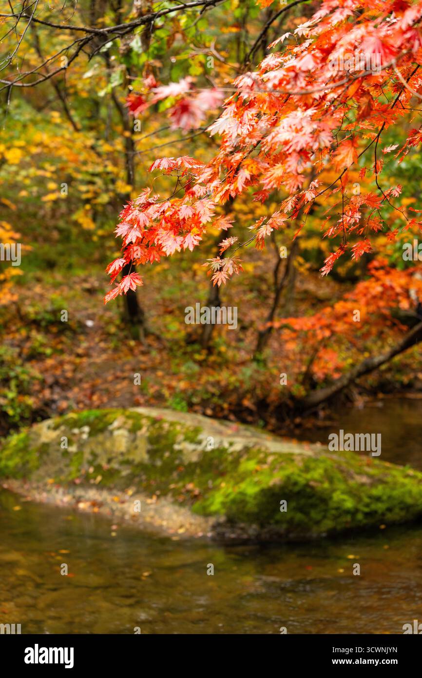 Maple leaves turn red at the Laobiangou scenic spot in Benxi City ...