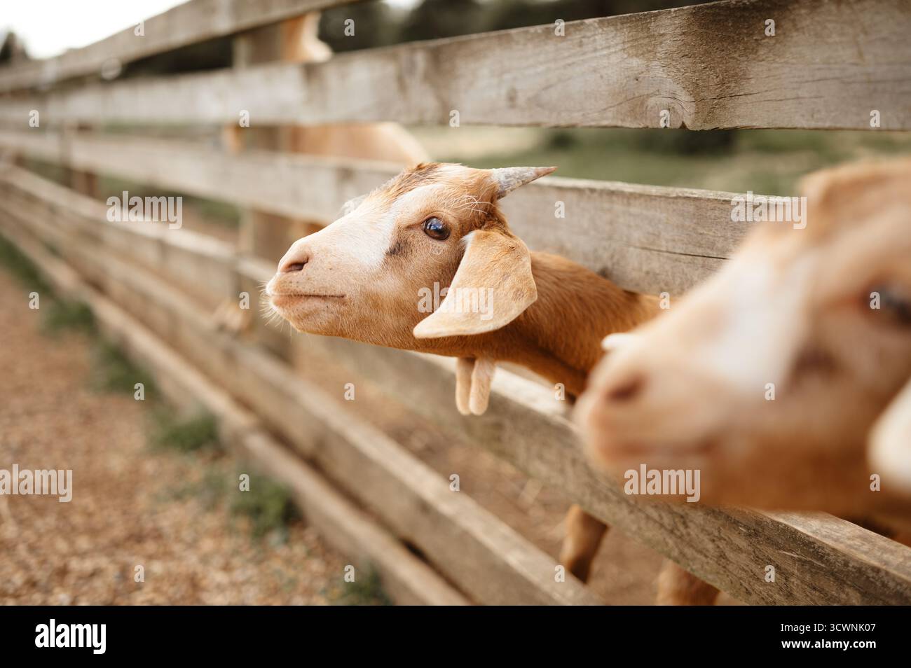 Domestic goat looking over fence hi-res stock photography and images ...