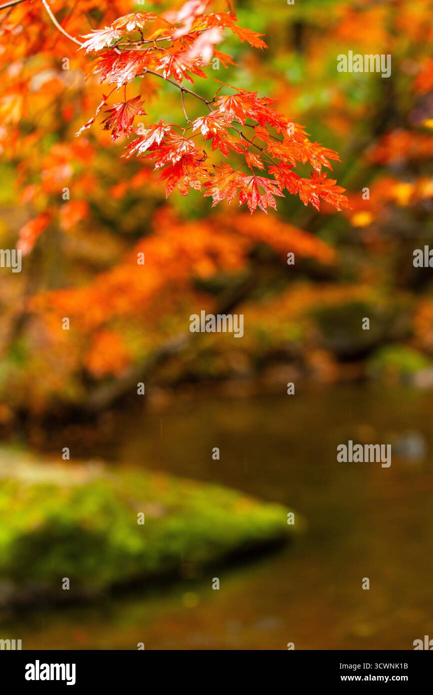 Maple leaves turn red at the Laobiangou scenic spot in Benxi City ...