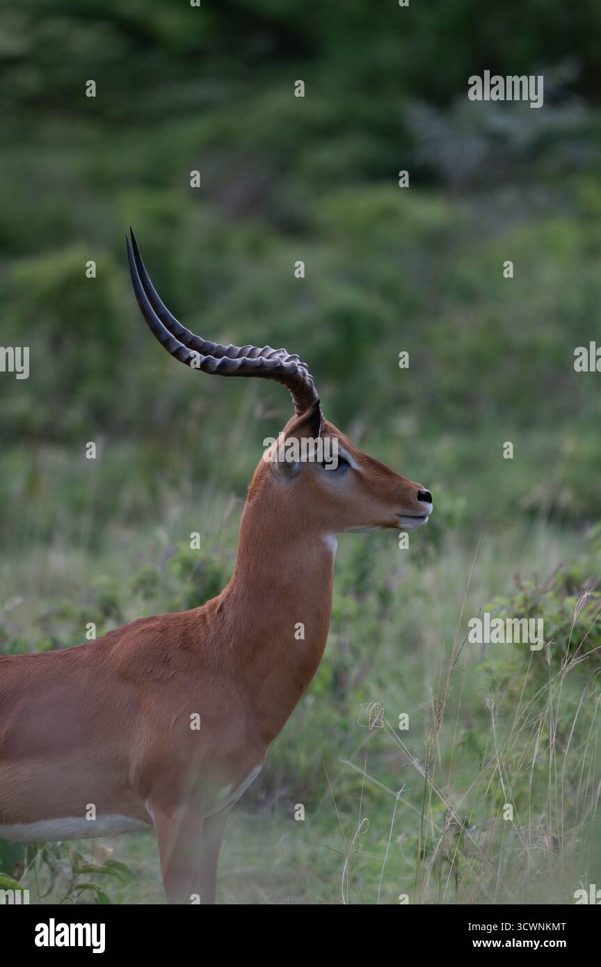 Female male side profile hi-res stock photography and images - Alamy
