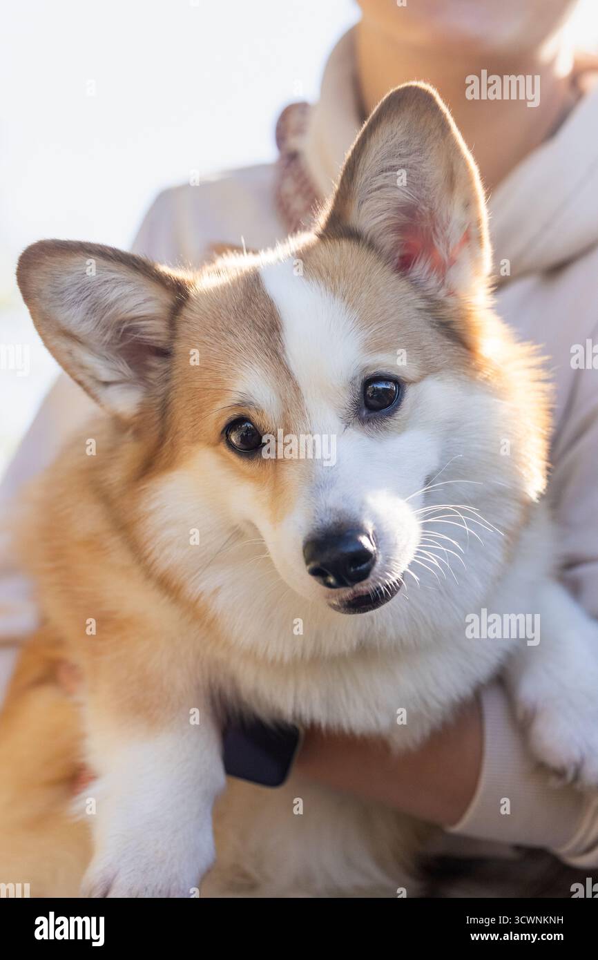 Girl dog corgi in hi-res stock photography and images - Alamy