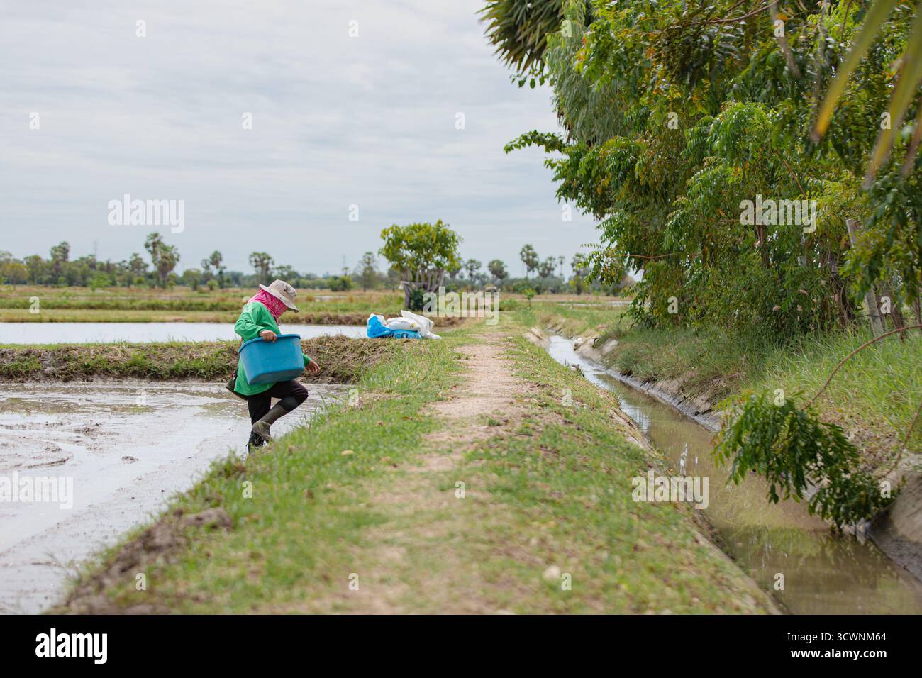 Green rice field irrigation channel hi-res stock photography and images ...