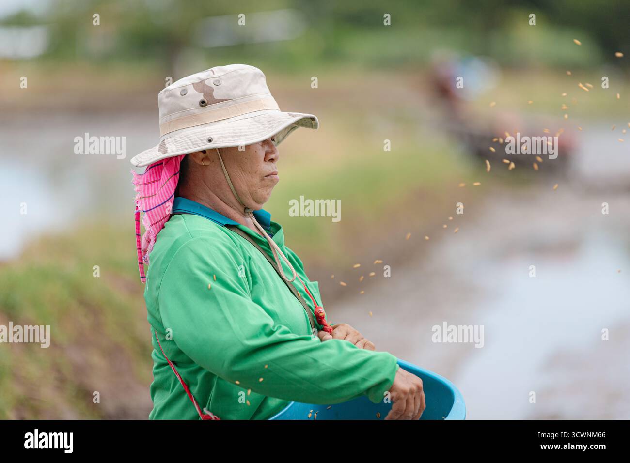 Thai farmer sowing rice seeds by hand outdoors Stock Photo - Alamy