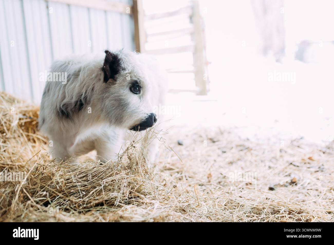 Baby mini cow eating hay in barn looking out at winter snow Stock Photo ...