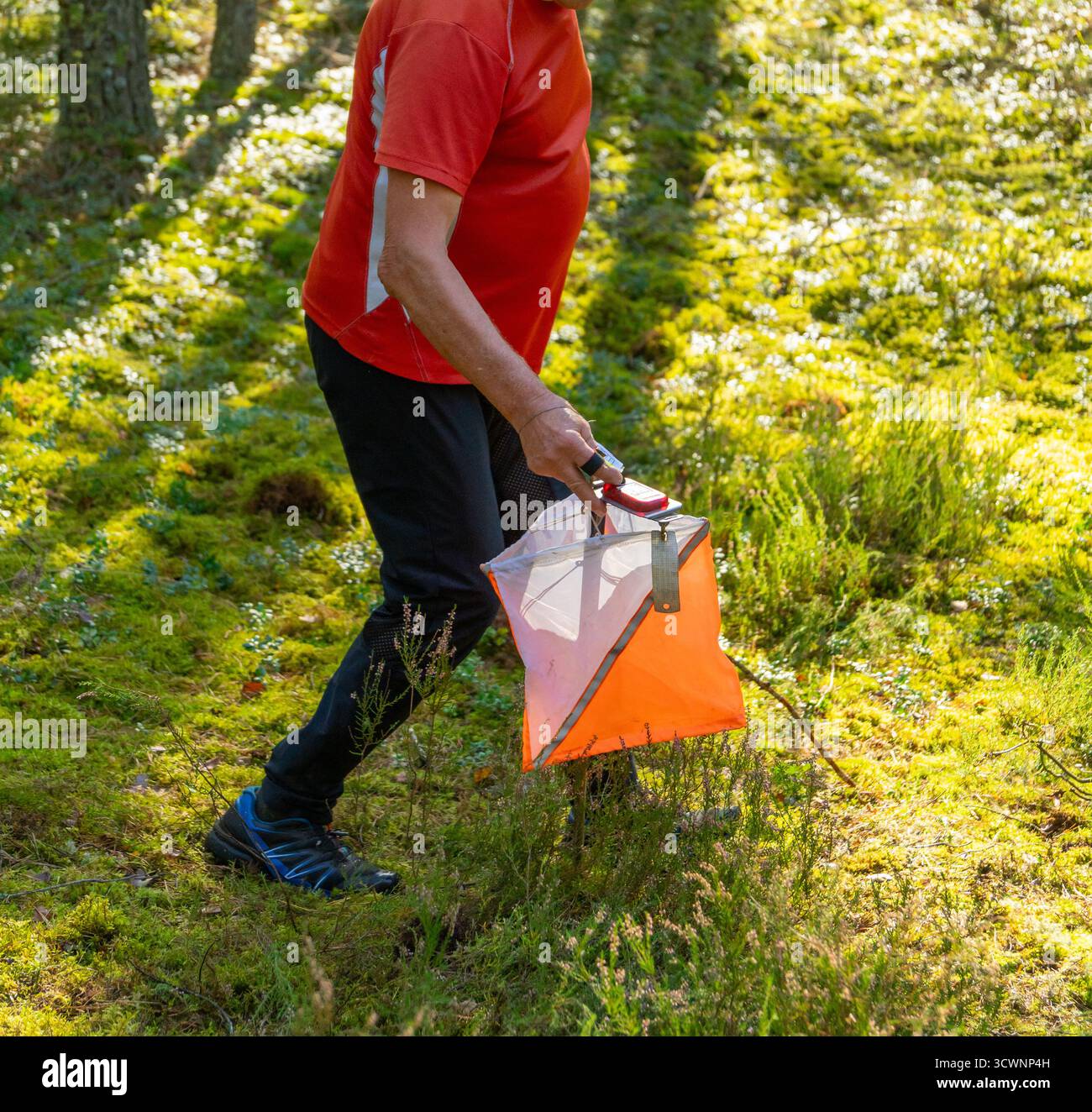 Elderly male orienteer scanning his electronic chip at a control point ...