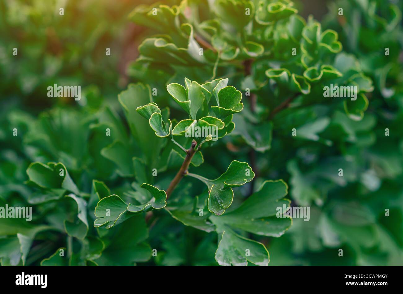 Branches of sunny light green Ginkgo biloba tree. Healing tree ...