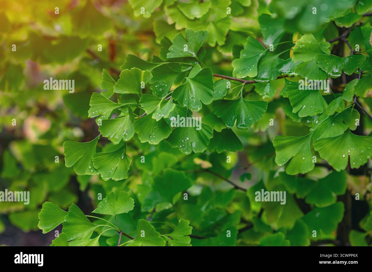 Branches of sunny light green Ginkgo biloba tree with raindrops ...