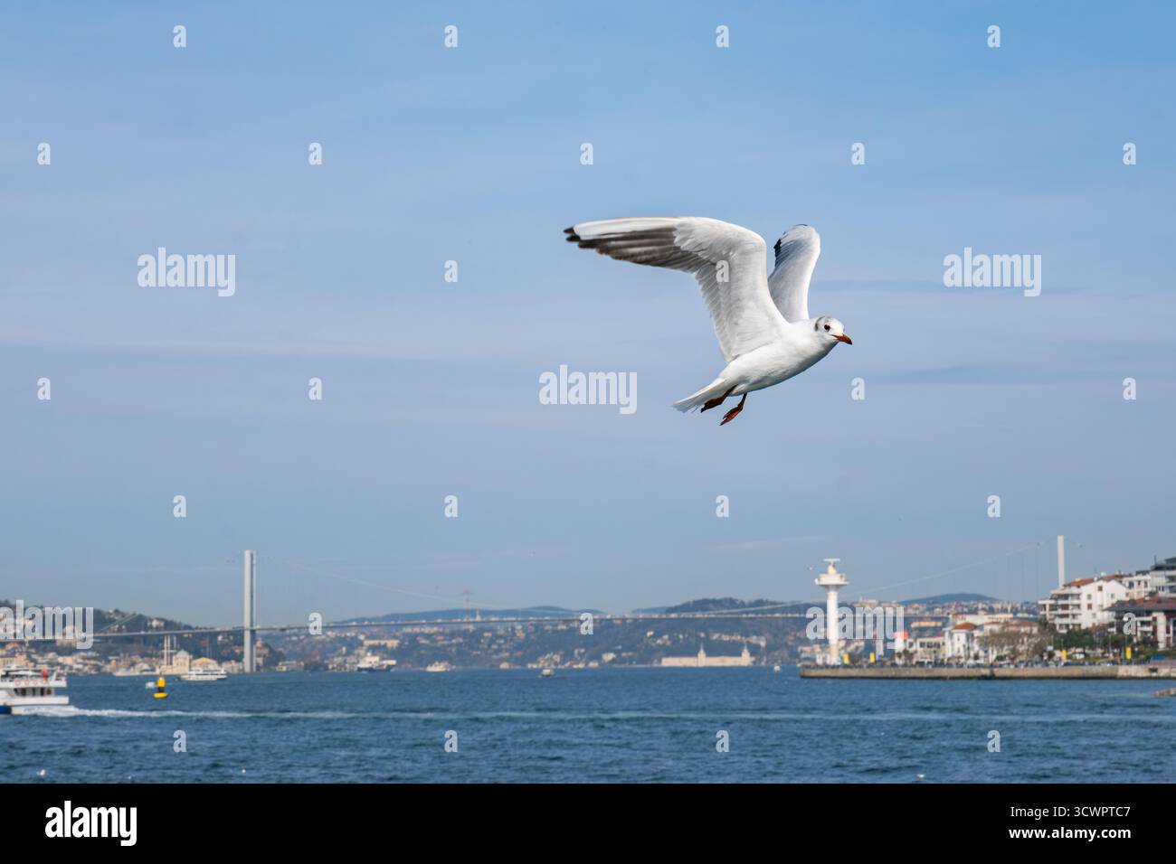 Seagull bird flying over the Bosphorus in Istanbul, Turkey. White ...