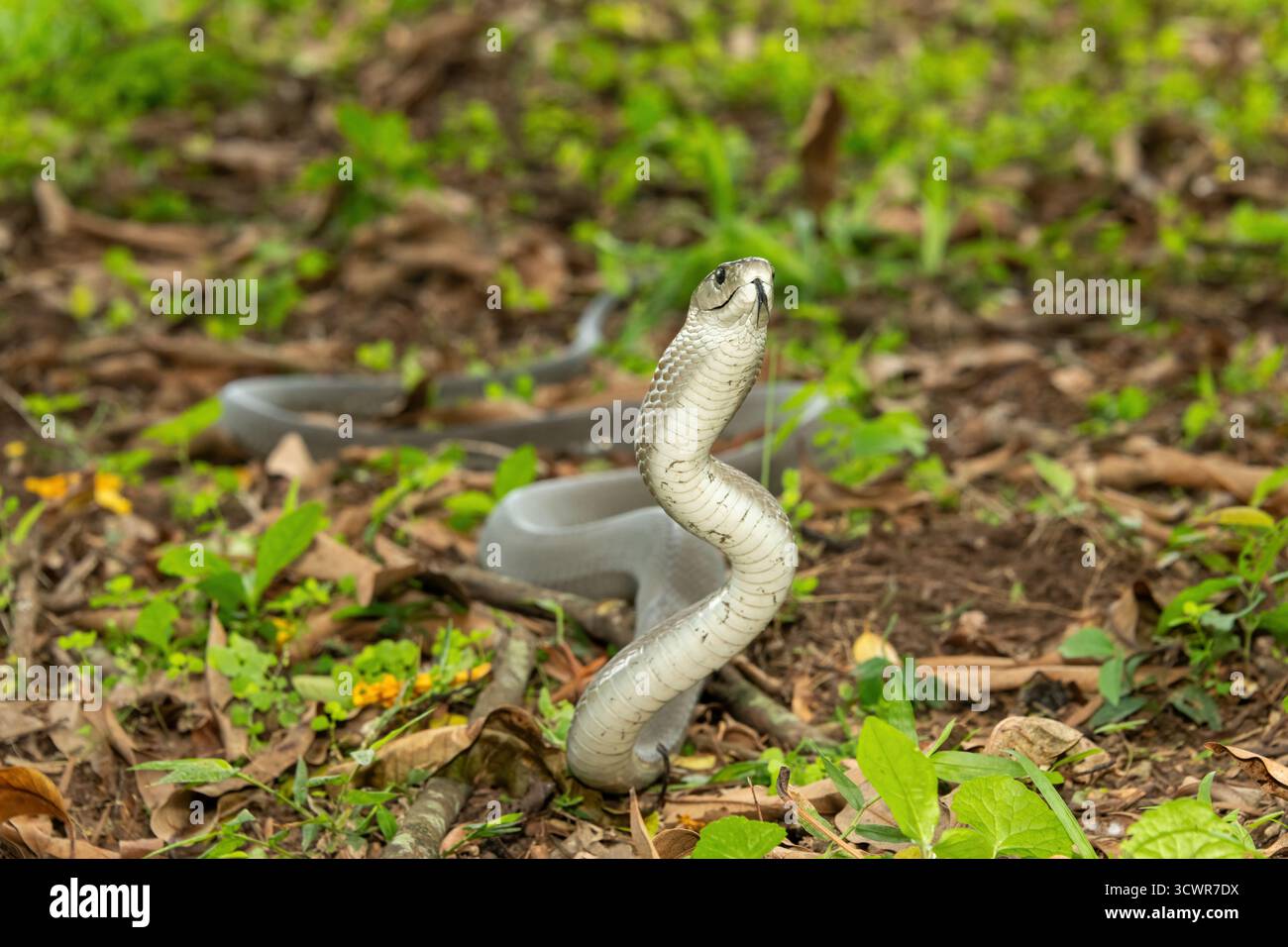 The feared Black Mamba (Dendroaspis polylepis) raising its head in a ...