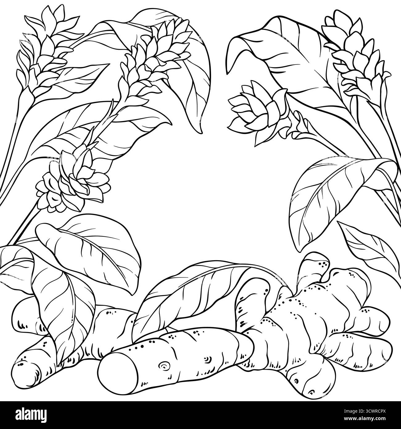 Turmeric Plant with Flowers Outline Frame Stock Vector Image & Art - Alamy
