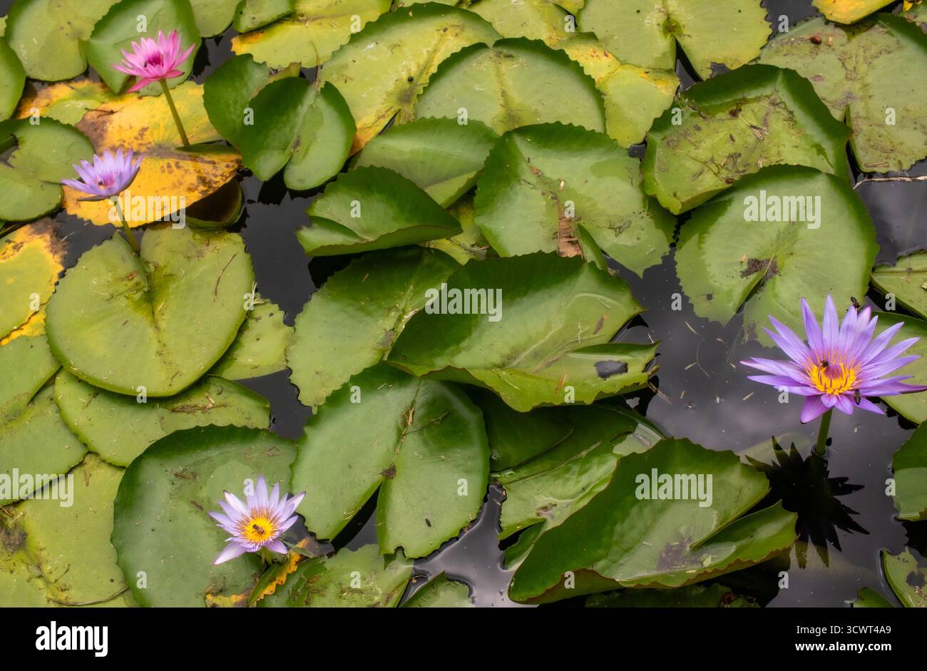 Commonly known as the pamplemousses botanic garden hi-res stock photography and images - Alamy