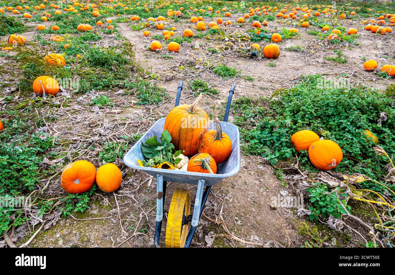 HOMEGROWN pumpkins for general public to Pick Your Own Pumpkins at ...