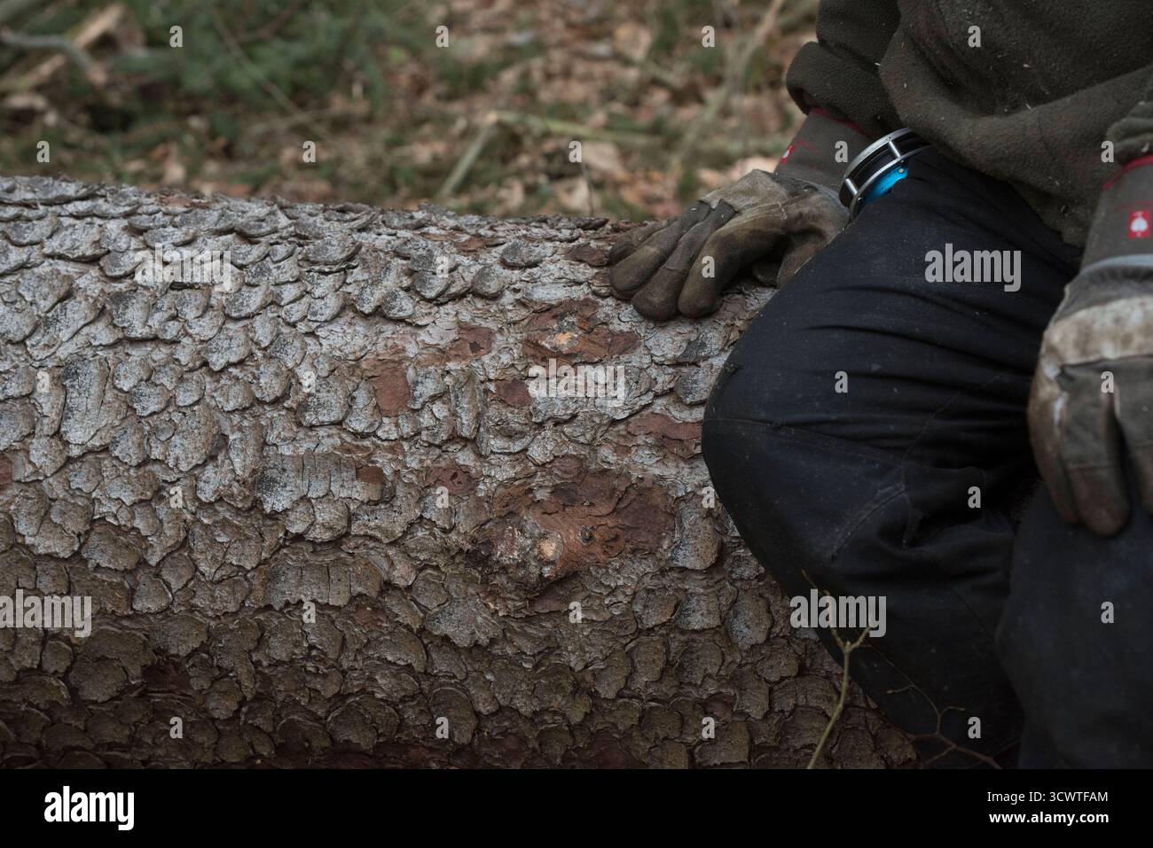 tree felling, logging and forestry work in a commercial forest tree ...