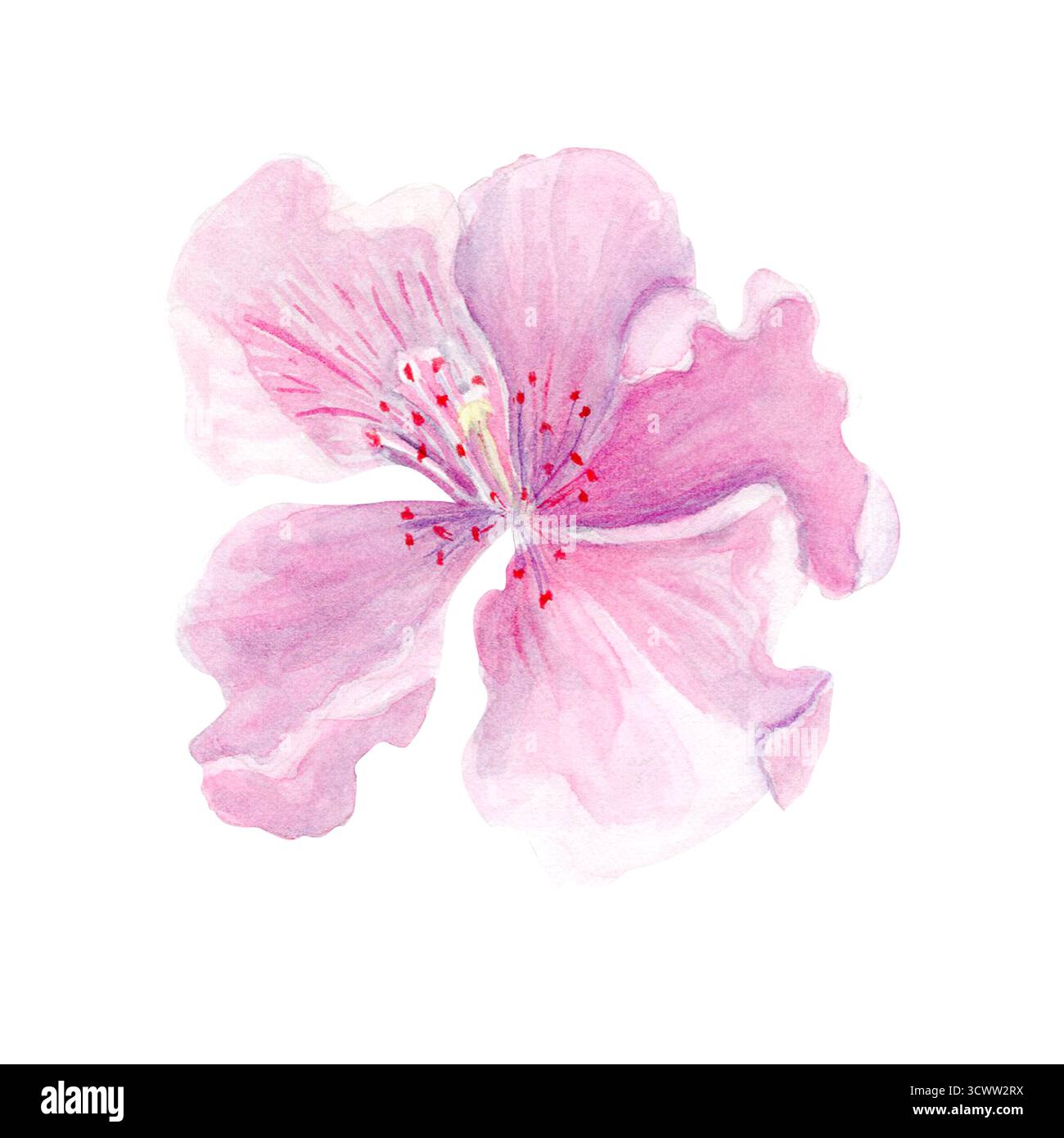 Sakura blossom watercolor illustration isolated on white. Soft petals ...