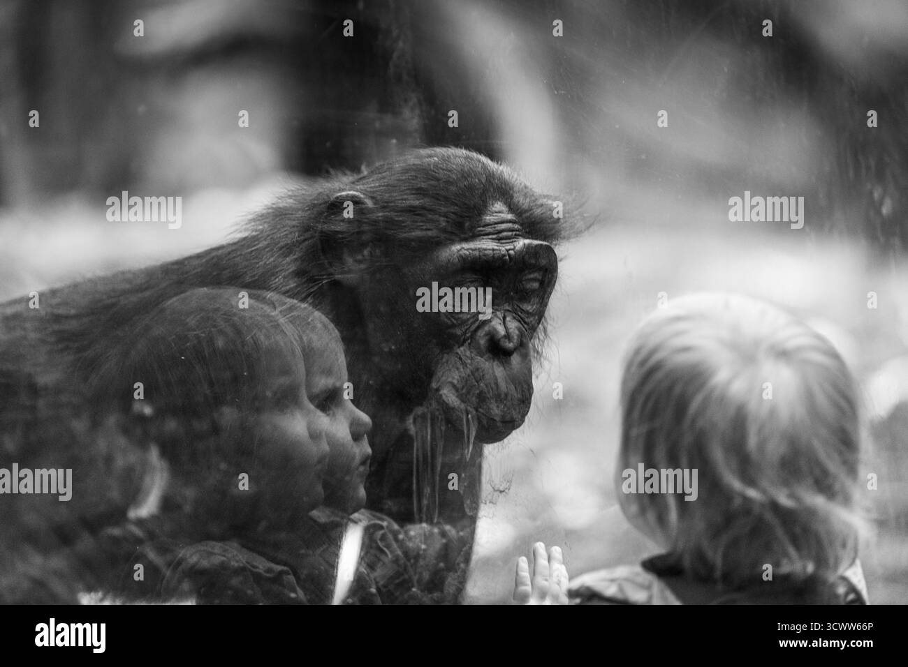Human child and animal Black and White Stock Photos & Images - Alamy