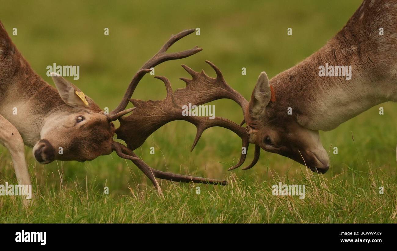 Two male fallow deer lock horns in Phoenix Park, Dublin. Picture date ...