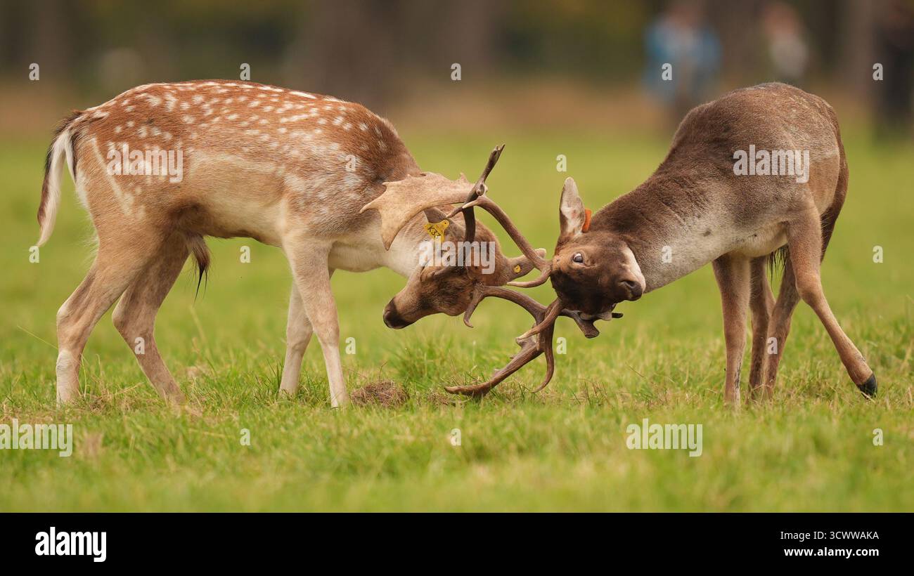 Two male fallow deer lock horns in Phoenix Park, Dublin. Picture date ...
