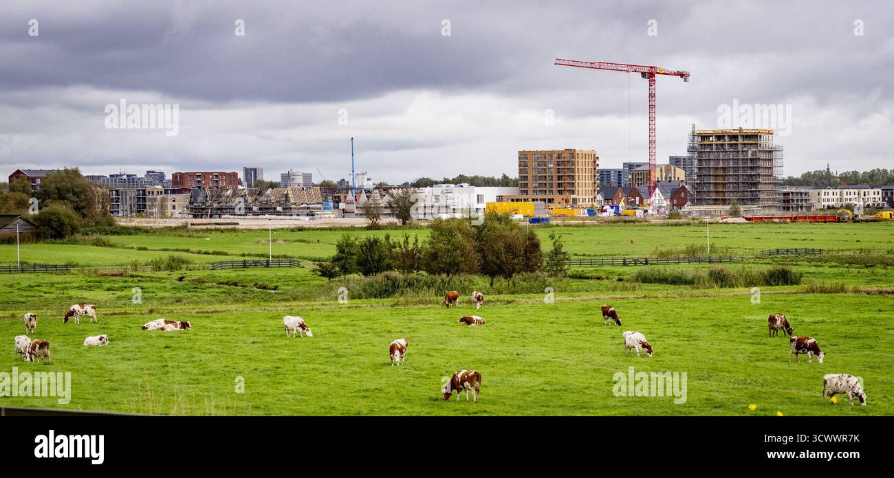 GOUDA - Cows graze in a pasture with new homes under construction in ...