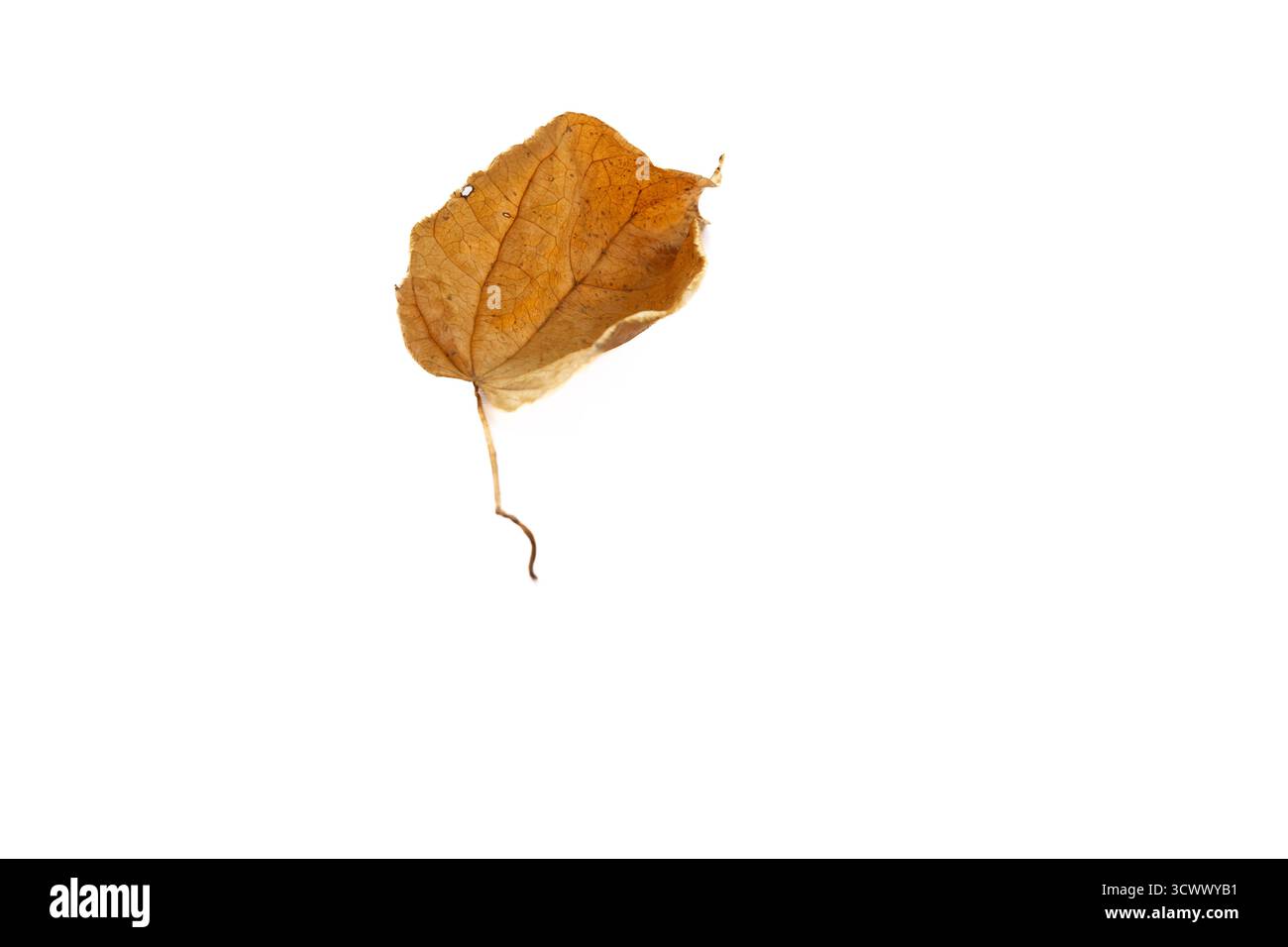 Beige brown dry autumn Cut Out Stock Images & Pictures - Alamy