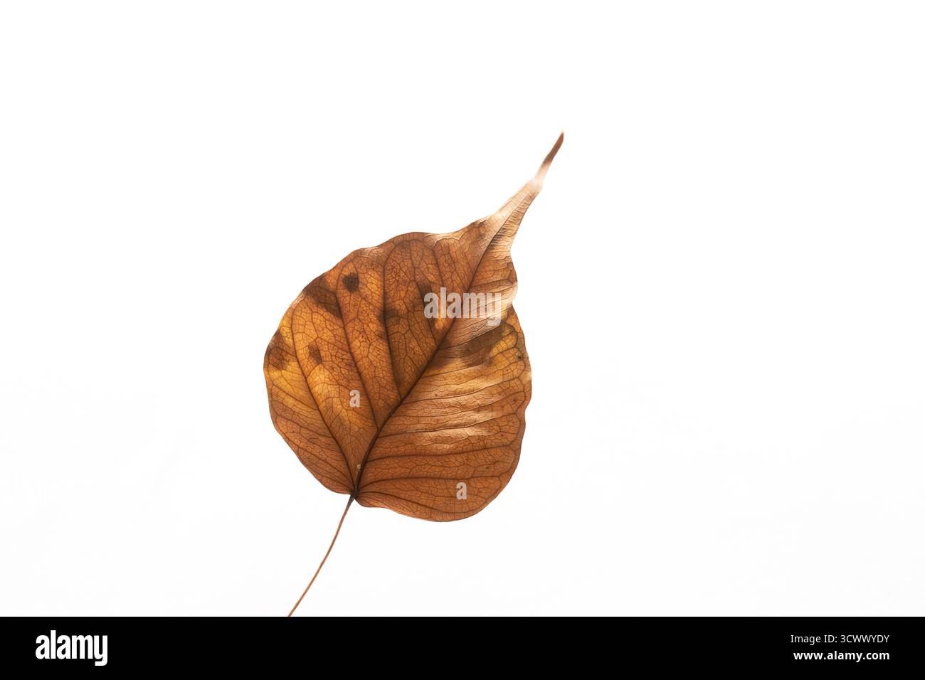 Beige brown dry autumn Cut Out Stock Images & Pictures - Alamy