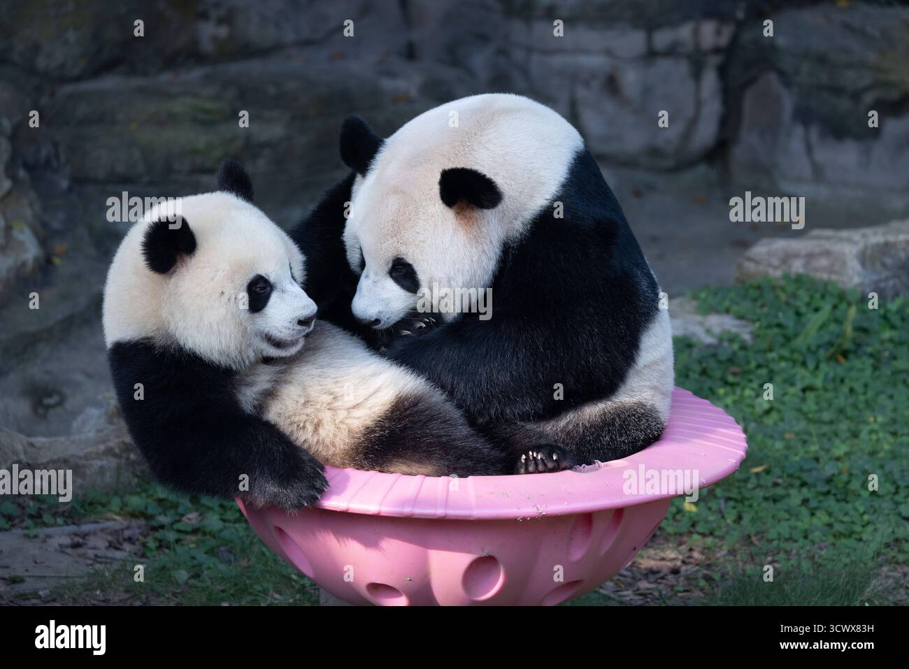 Two pandas play in a spinning bowl in a zoo in southwest China's ...