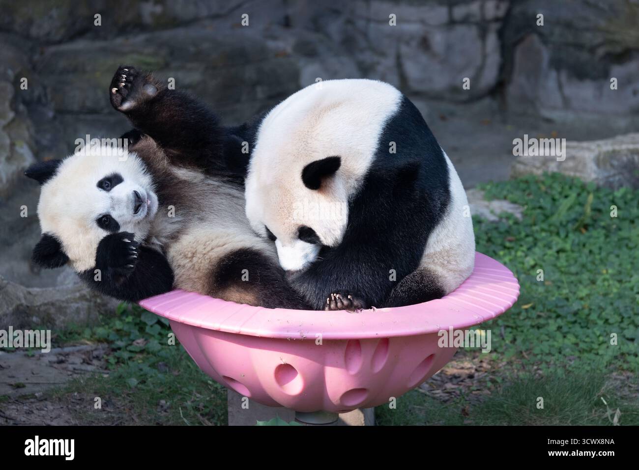 Two pandas play in a spinning bowl in a zoo in southwest China's ...