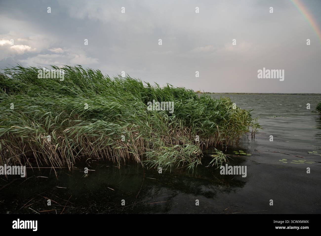 Reeds bending in the wind on the river shore after rain, natural ...