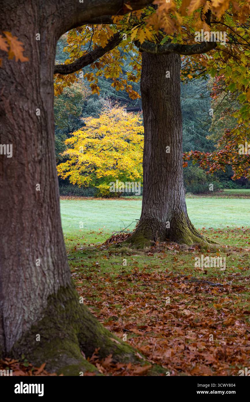 Autumn oak trees and fallen leaves, Carberry estate, East Lothian ...