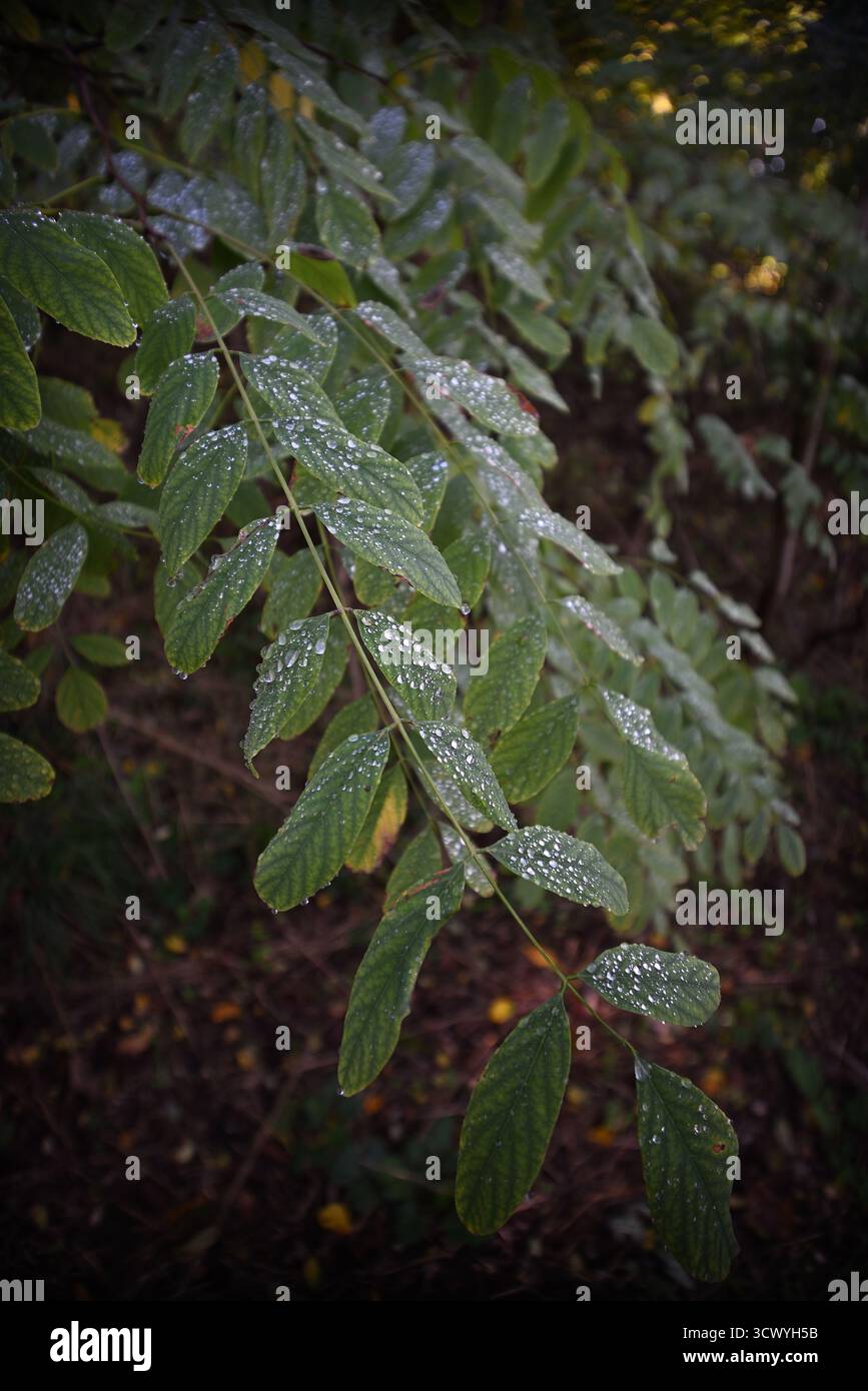 Close-up of a wet black locust branch (Robinia pseudoacacia) with green ...